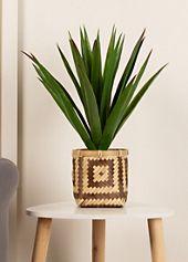 Artificial/Faux Palm Tree in Basket Woven Pot | Freemans
