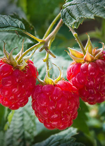 Premium Long Cane Set of 10 Raspberry Plants | Freemans