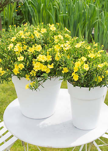 You Garden Halimium ’April Sun’ | Freemans