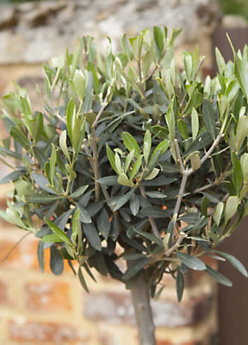 You Garden Pair of Olive Tree Standards with Hessian Wrapped Pots ...