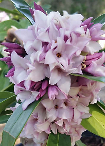 You Garden Potted Hardy Daphne Perfume Princess | Freemans
