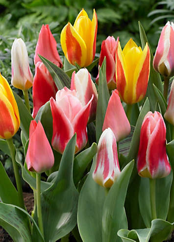 You Garden Value Miniature Tulips Set of 50 Bulbs | Freemans