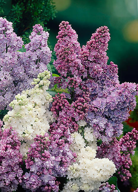 3 Fragrant Lilac Collection Plants in Pots | Freemans