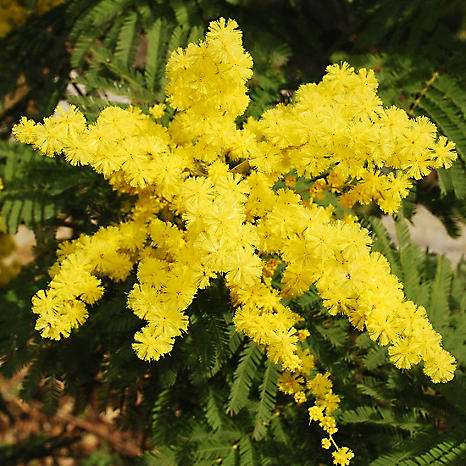 Mimosa (Acacia) Tree | Freemans