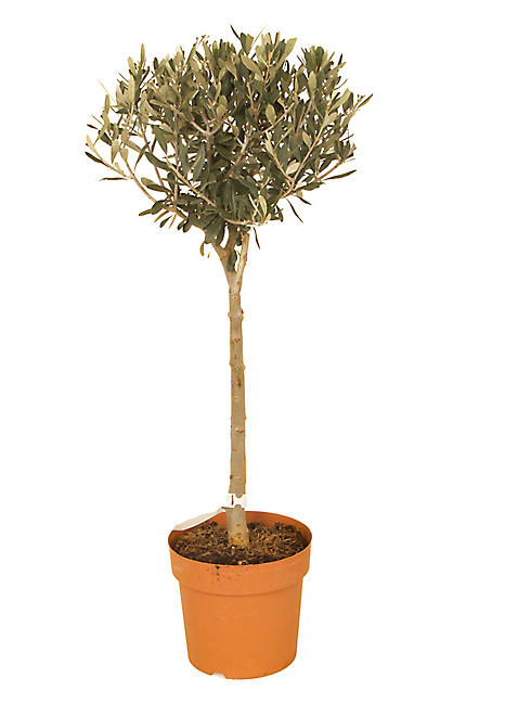 Pair of Olive Standards | Freemans