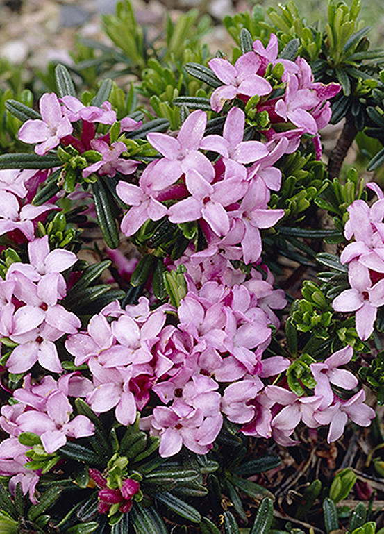 Daphne ’Pink Fragrance’ 2L | Freemans