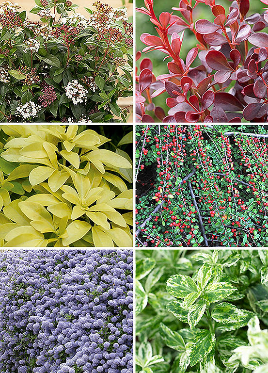 Evergreen Shrub Collection 6 x 9cm Pot | Freemans
