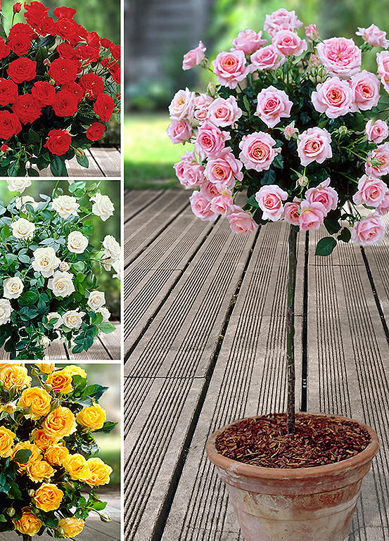 You Garden 4 Patio Standard Roses Collection | Freemans