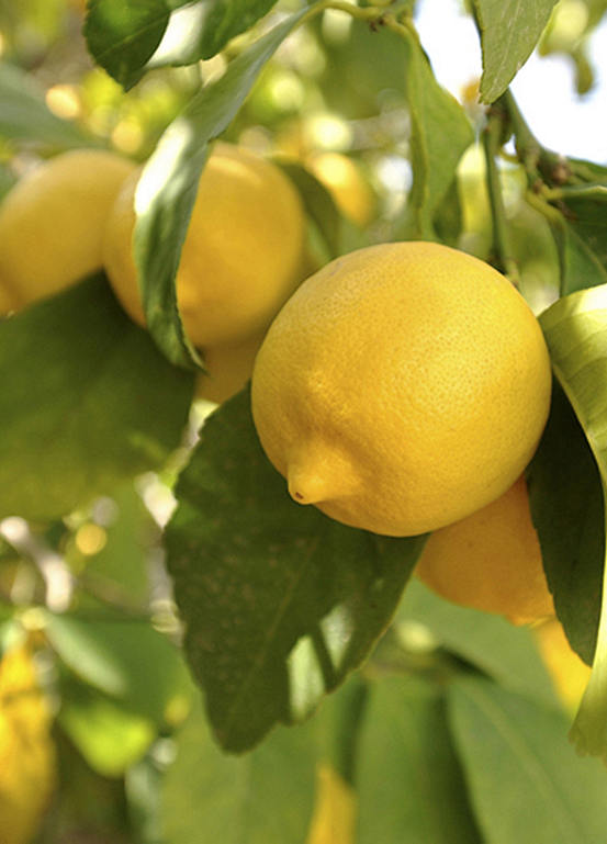 You Garden Citrus Lemon ’Citron’ Tree 9cm Pot | Freemans
