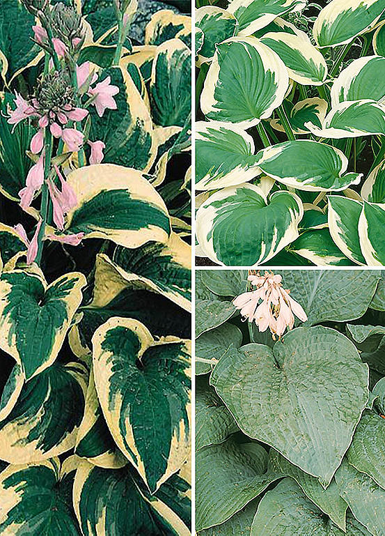You Garden Hosta Collection 3 x 9 cm Pots | Freemans