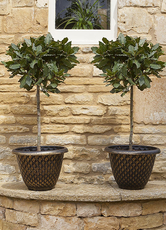 You Garden Pair of Half Standard Bay Trees | Freemans
