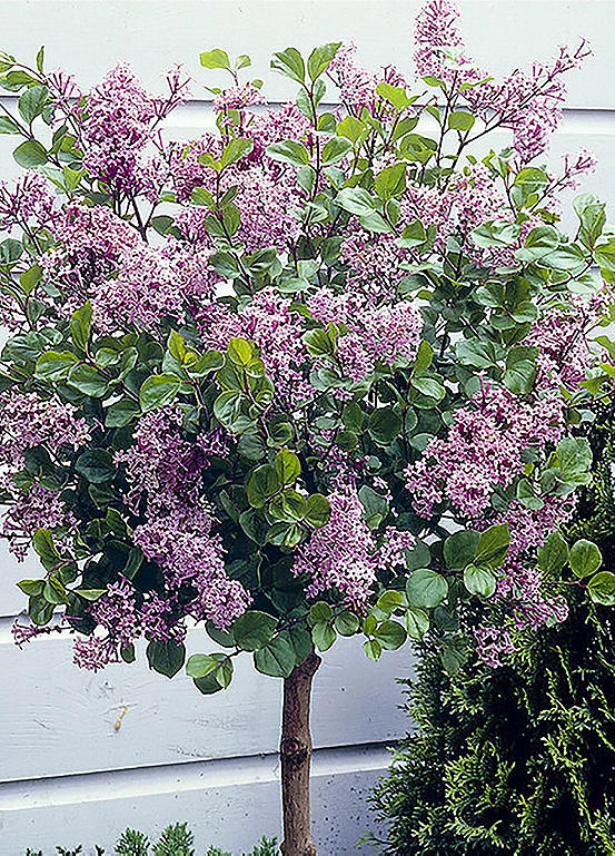 You Garden Pair of Standard Lilac Syringa ’Palibin’ Trees | Freemans
