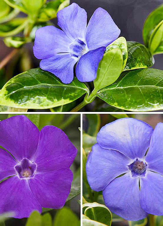 You Garden Vinca Collection - Set of 3 9cm Potted Plants | Freemans
