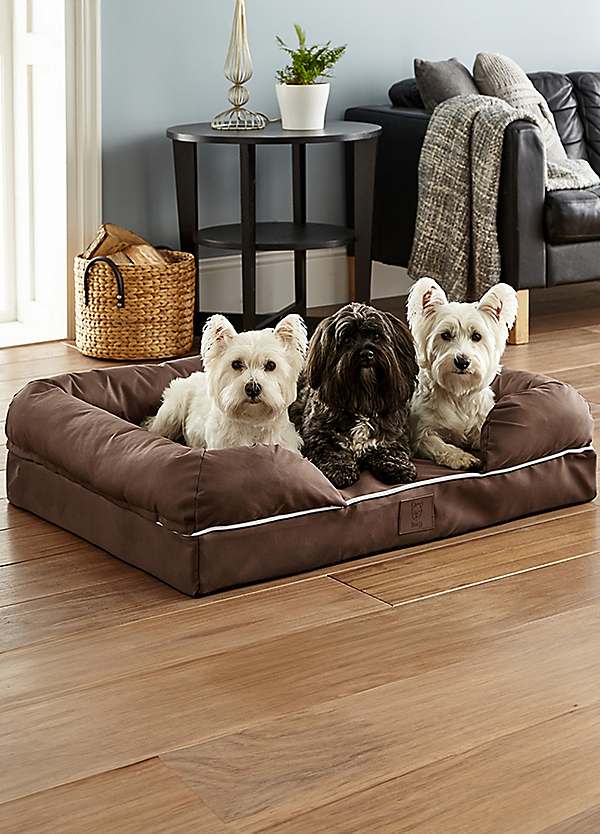 Brown dog sofa store