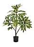 Chic Living Potted Chinese White Olive Tree 3ft | Freemans
