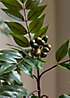 Chic Living Potted Chinese White Olive Tree 3ft | Freemans