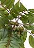 Chic Living Potted Chinese White Olive Tree 3ft | Freemans