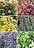 Evergreen Shrub Collection 6 x 9cm Pot | Freemans