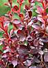 Evergreen Shrub Collection 6 x 9cm Pot | Freemans