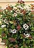 Evergreen Shrub Collection 6 x 9cm Pot | Freemans