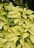 Evergreen Shrub Collection 6 x 9cm Pot | Freemans