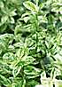 Evergreen Shrub Collection 6 x 9cm Pot | Freemans