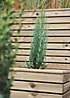 Forest Garden Linear Planter - Long | Freemans