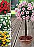 You Garden 4 Patio Standard Roses Collection | Freemans