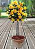 You Garden 4 Patio Standard Roses Collection | Freemans
