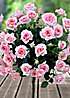 You Garden 4 Patio Standard Roses Collection | Freemans