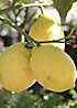 You Garden Citrus Lemon ’Citron’ Tree 9cm Pot | Freemans