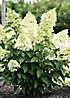 You Garden Hydrangea Magical Matterhorn Bare Roots Set of 3 x 40cm ...
