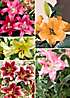 You Garden Pack of 3 Skyscraper Lily Collection Bulbs | Freemans