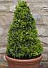 You Garden Pair of Box Topiary - Buxus sempervirens Pyramid Tall Potted ...
