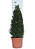 You Garden Pair of Box Topiary - Buxus sempervirens Pyramid Tall Potted ...