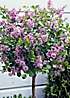 You Garden Pair of Standard Lilac Syringa ’Palibin’ Trees | Freemans