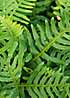 You Garden Potted Evergreen Hardy Fern Collection - 3 Varieties | Freemans