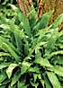 You Garden Potted Evergreen Hardy Fern Collection - 3 Varieties | Freemans