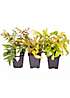 You Garden Potted Evergreen Hardy Fern Collection - 3 Varieties | Freemans